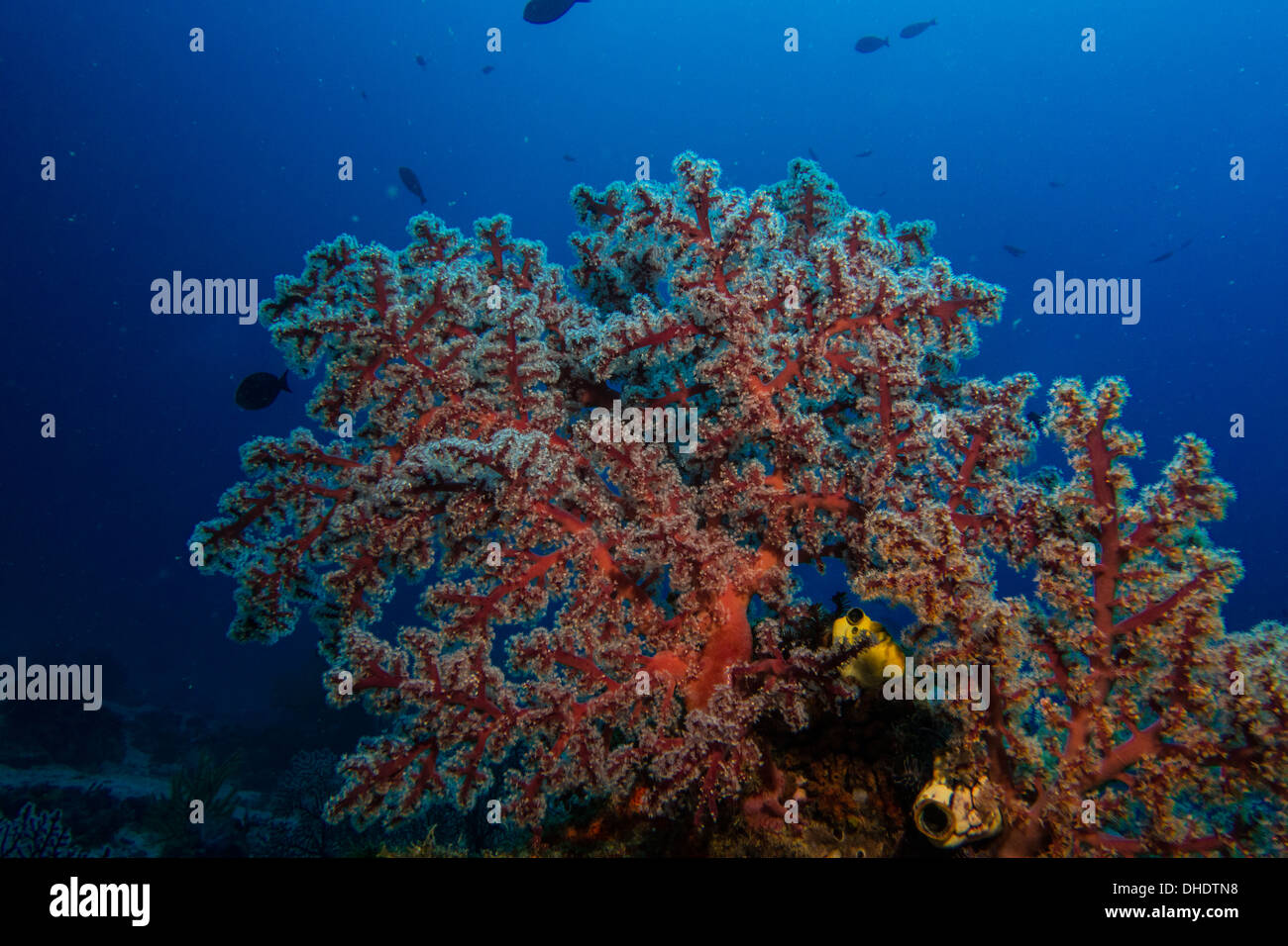 underwater, indonesia, komodo, sea, ocean, scuba, diving, marine life ...