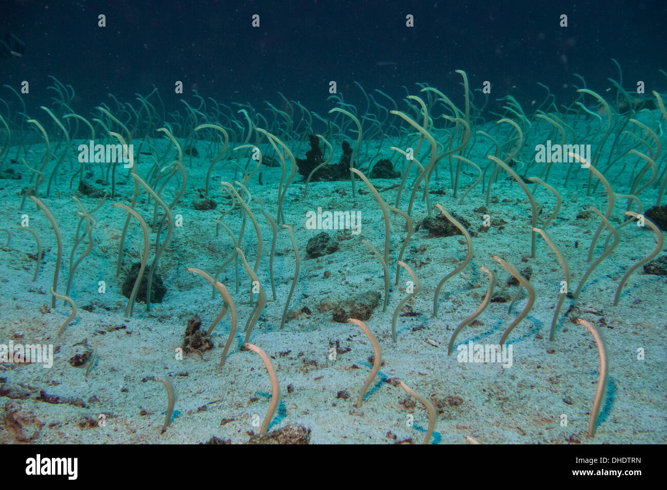 underwater, komodo, indonesia, ocean, sea, scuba, diving, marine life ...