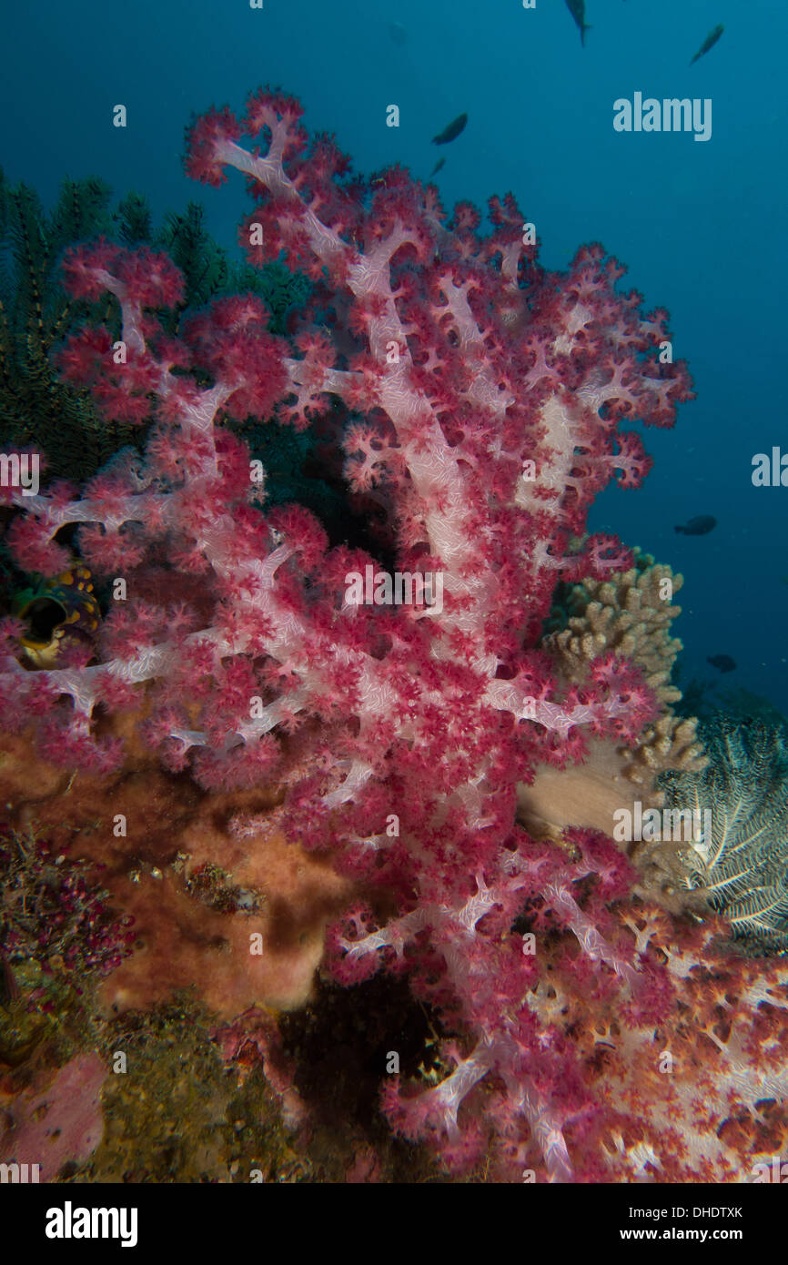 underwater, indonesia, komodo, sea, ocean, scuba, diving, marine life ...