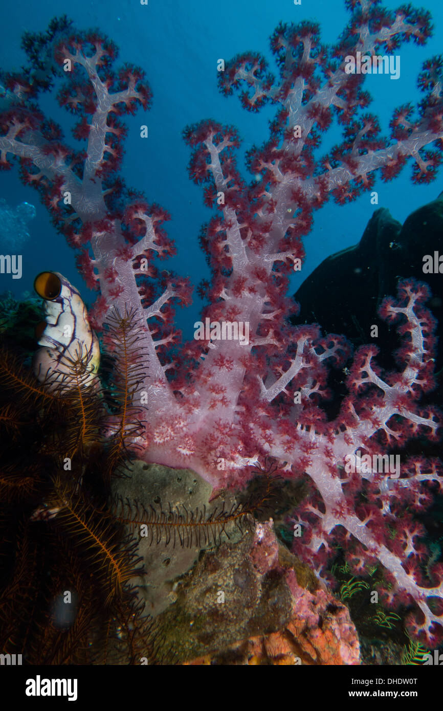 underwater, indonesia, komodo, sea, ocean, scuba, diving, marine life ...