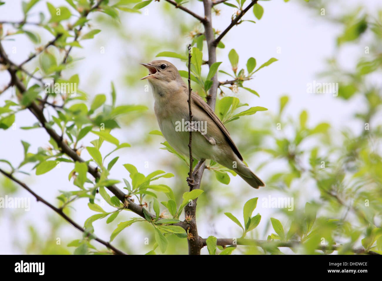 Sylvia borin, Garden Warbler Stock Photo - Alamy