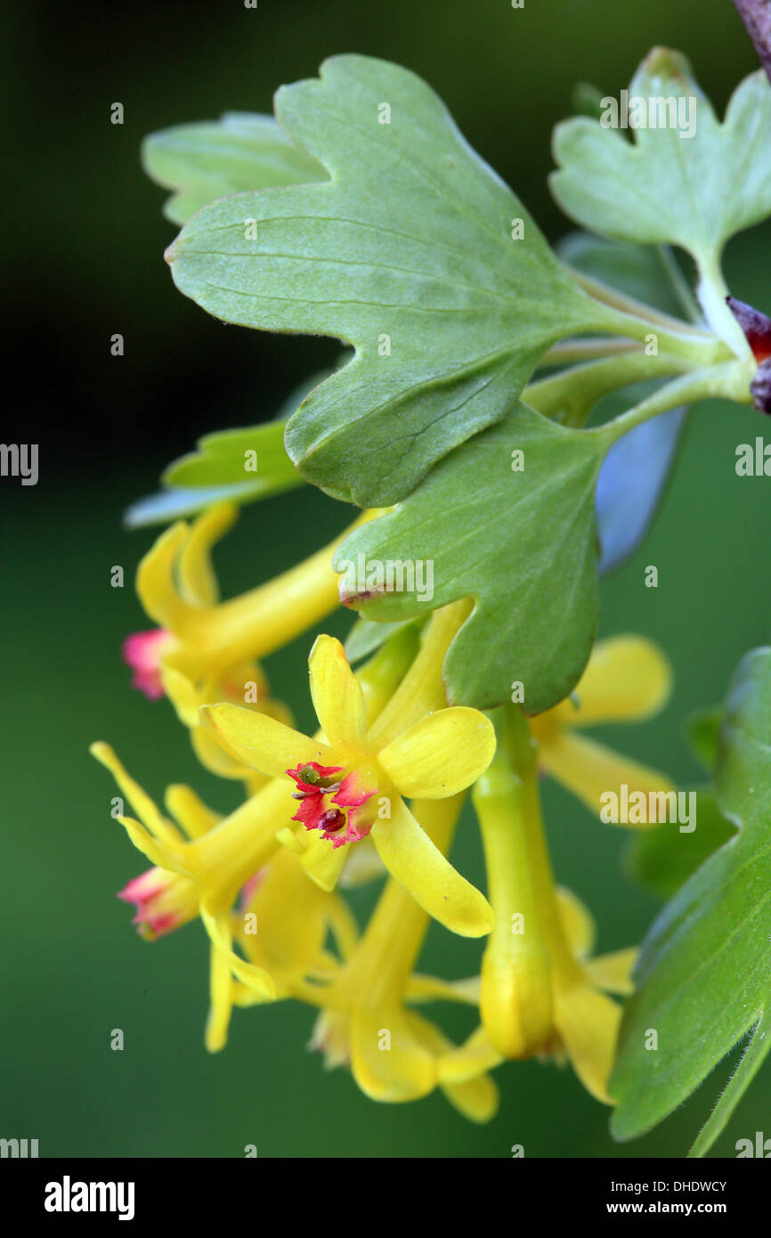 Golden Currant, Ribes aureum Stock Photo - Alamy