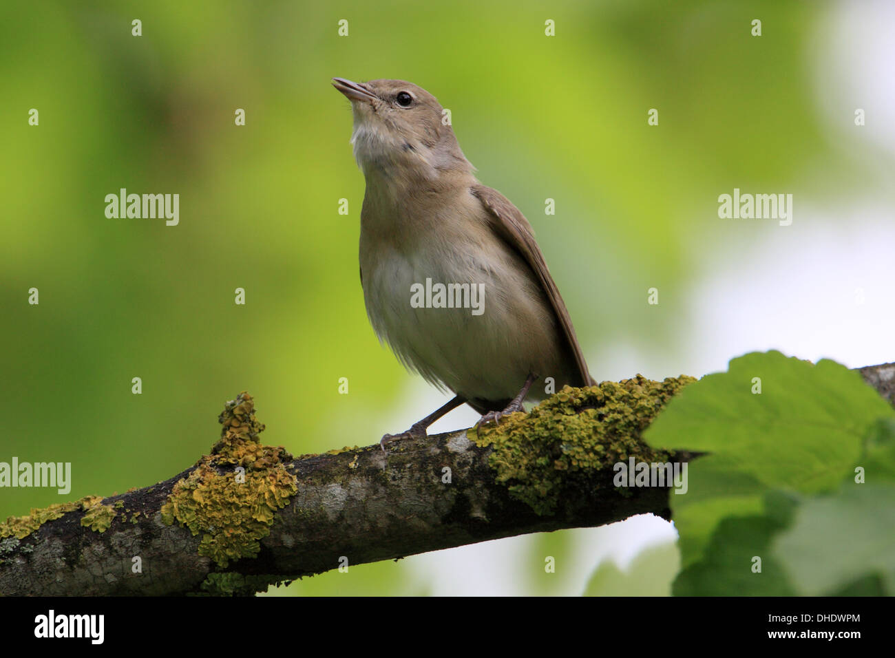 Sylvia borin, Garden Warbler Stock Photo - Alamy
