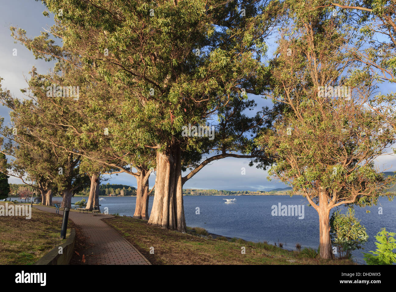Eucalyptus trees and lakeside footpath on the shore beside Lake Te Anau ...