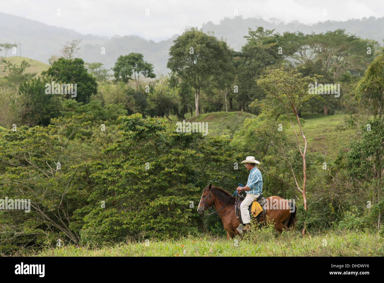 A Man Rides Horseback Through A Tree Filled Landscape; Zacapa ...