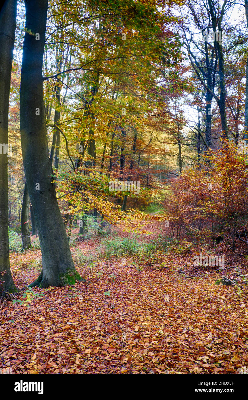 Yellow forrest hi-res stock photography and images - Alamy