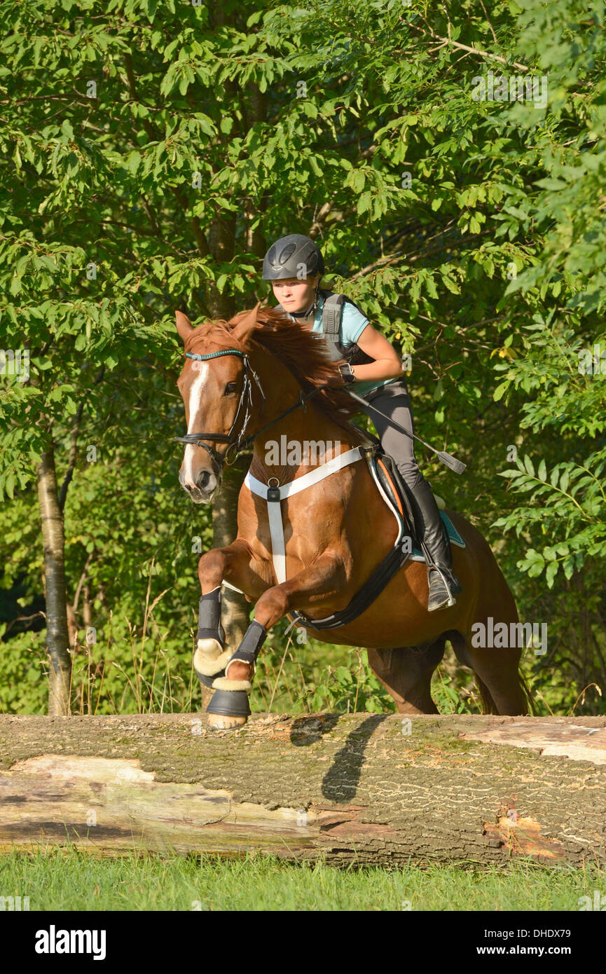 Girl on back of an Irish Sport Horse jumping over a tree log Stock ...