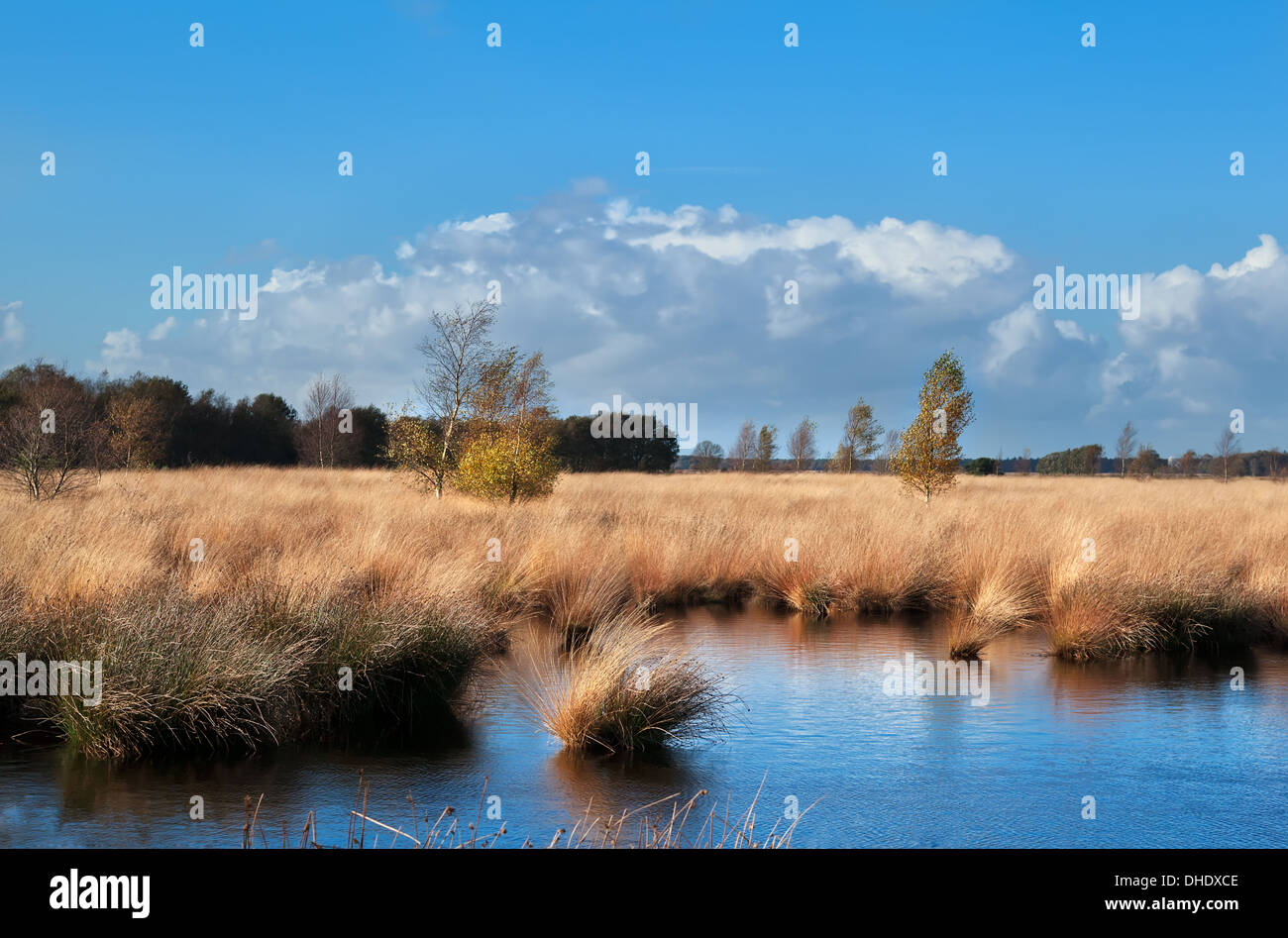 yellow birch trees on swamp over sky during autumn, Dwingelderveld ...