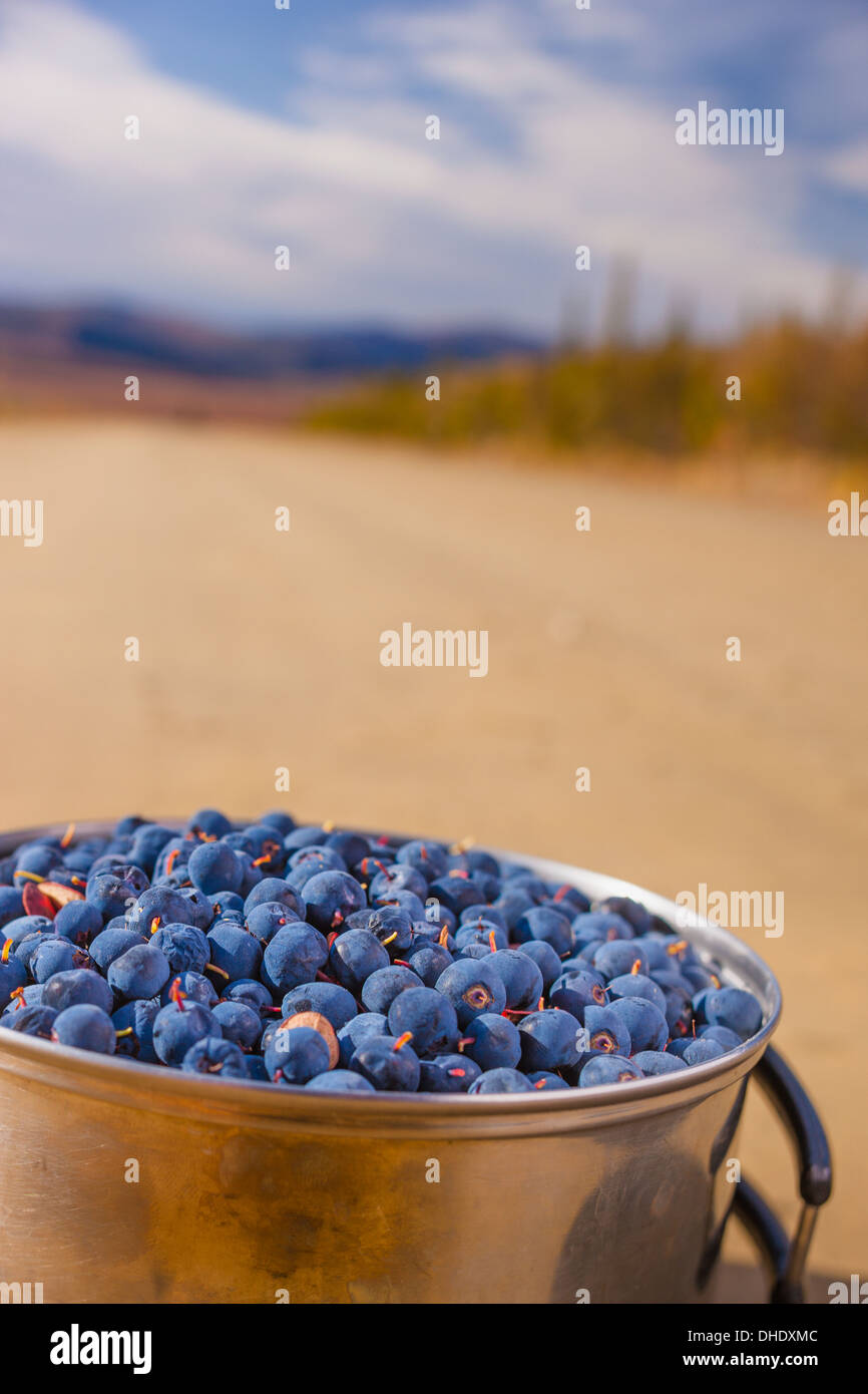A Pail Of Blueberries Along Steese Highway; Alaska, United States Of ...