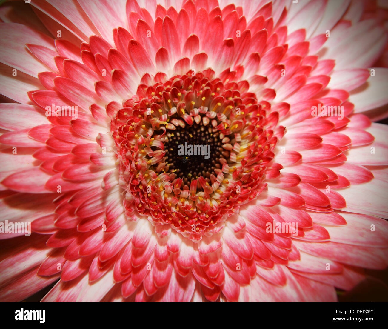Gerbera texture hi-res stock photography and images - Alamy