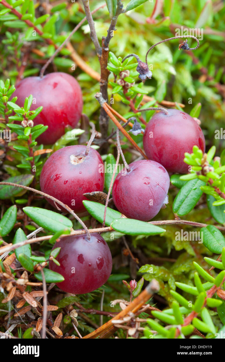 Cranberry bog not flooded hi-res stock photography and images - Alamy
