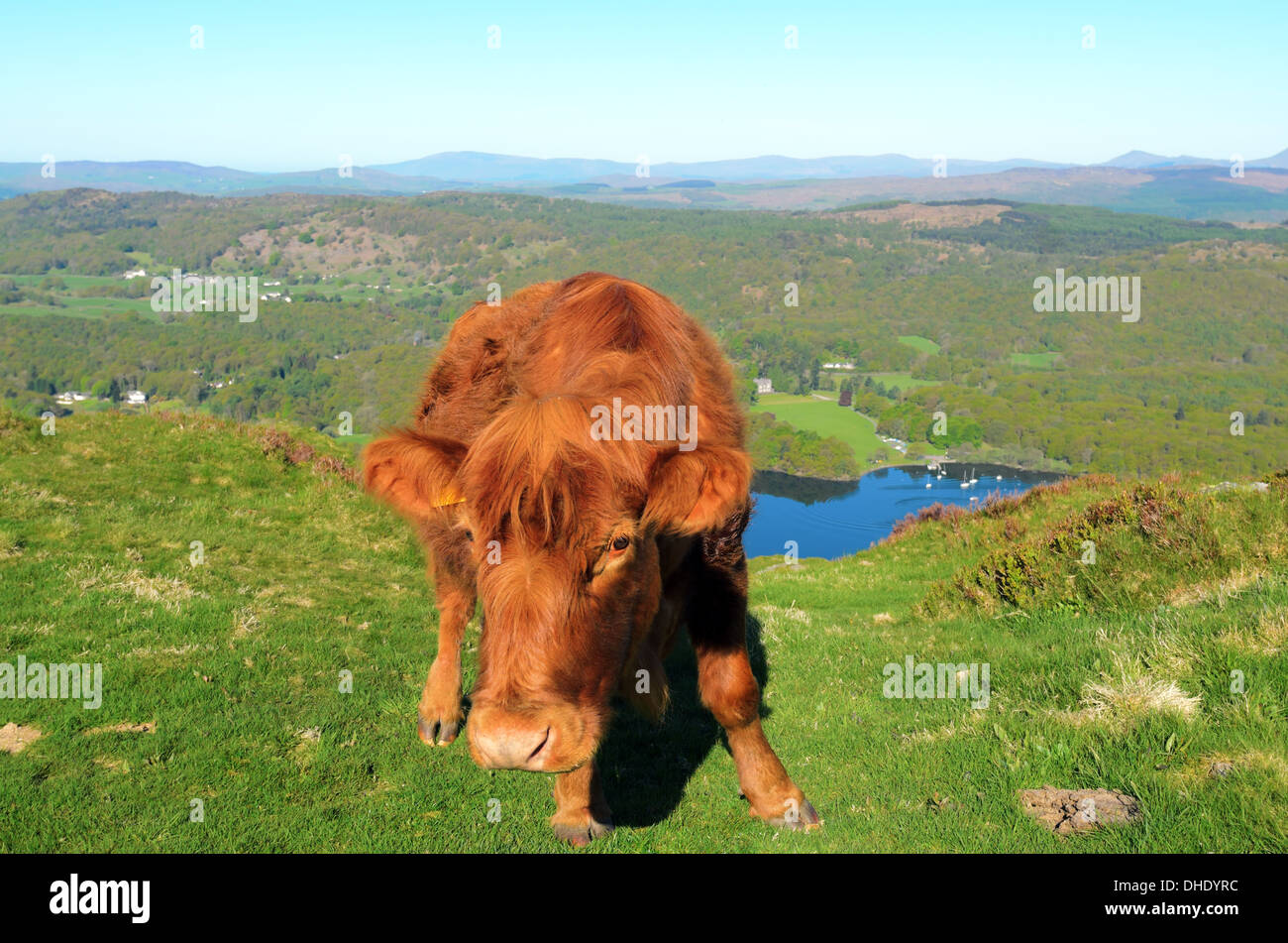 Luing cow on Gummers How above Lake Windermere in the Lake District ...