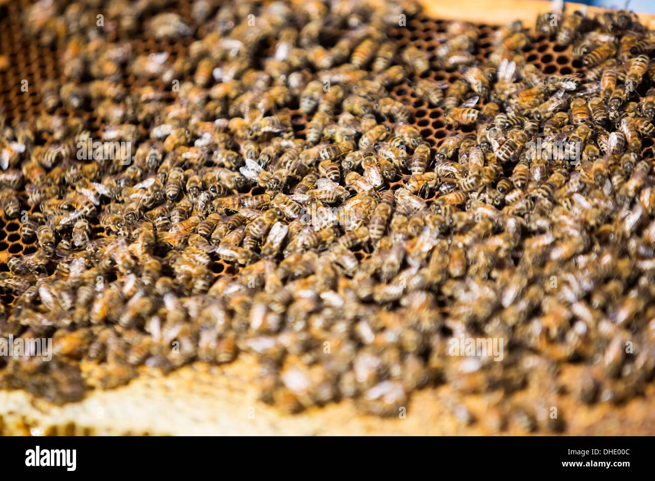 Swarming box hi-res stock photography and images - Alamy