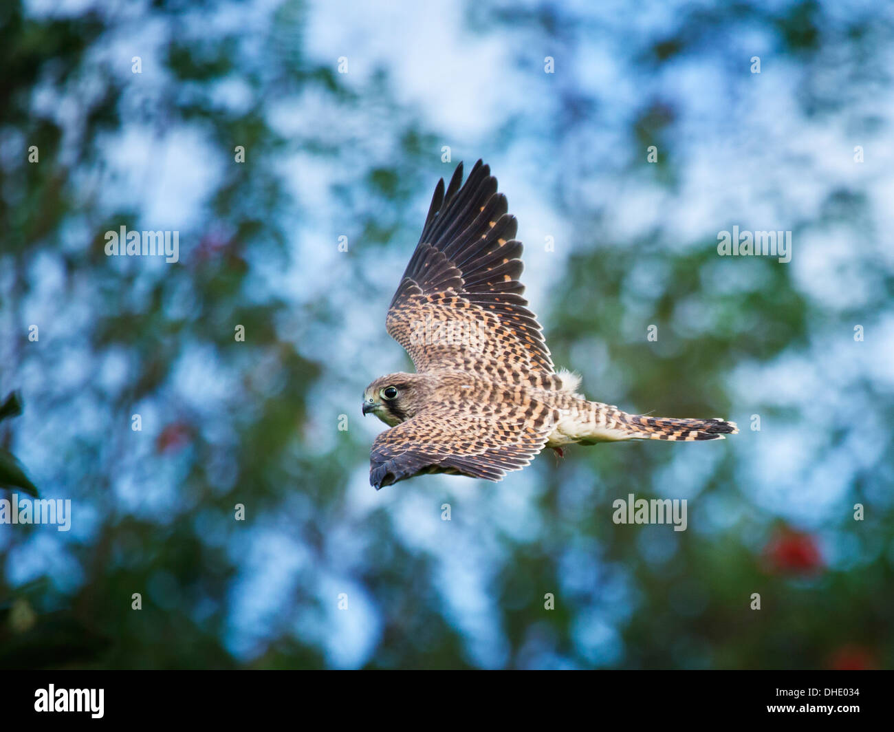 Kestrel in flight hi-res stock photography and images - Alamy