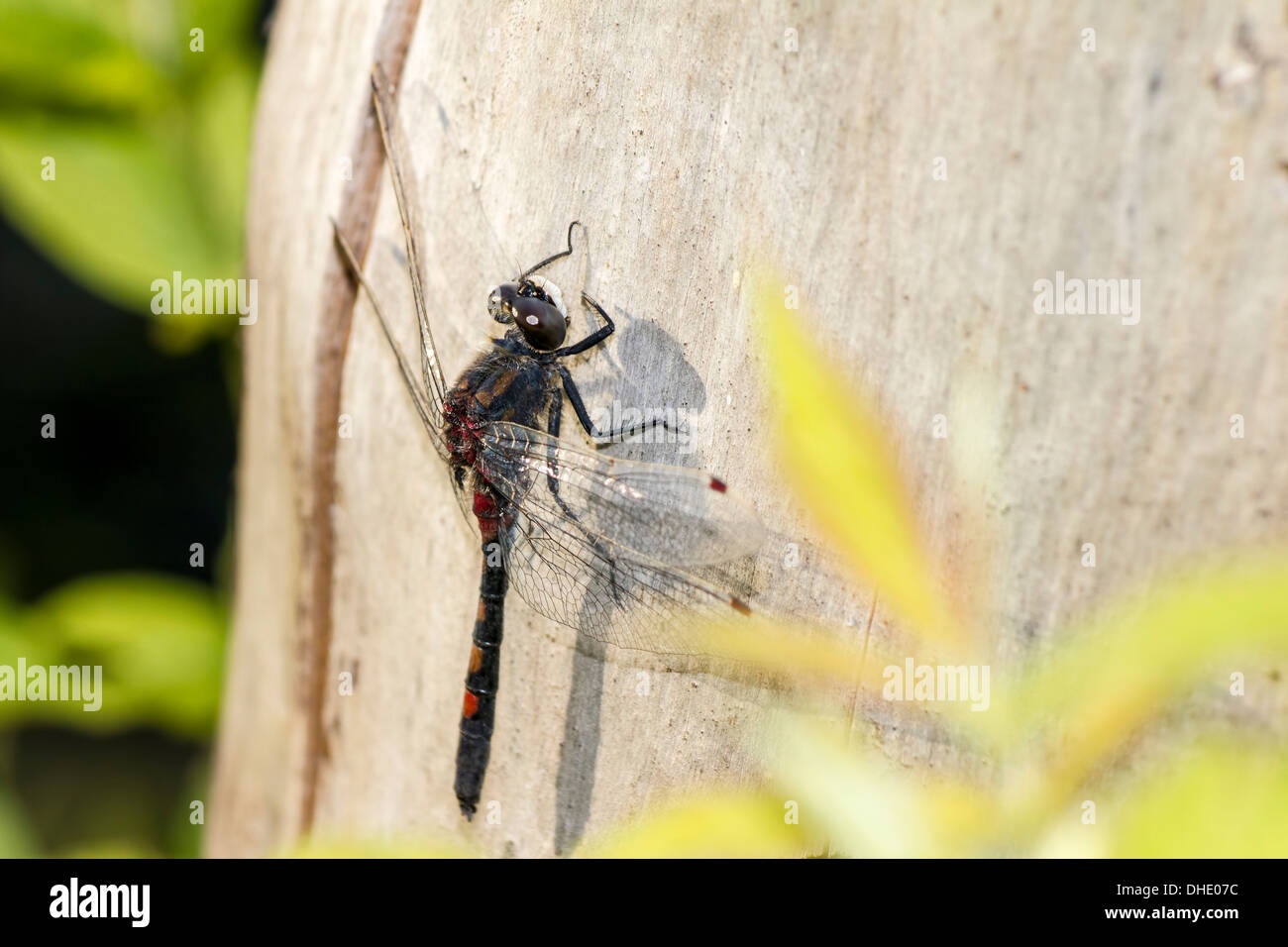 Portrait of a darter Stock Photo - Alamy
