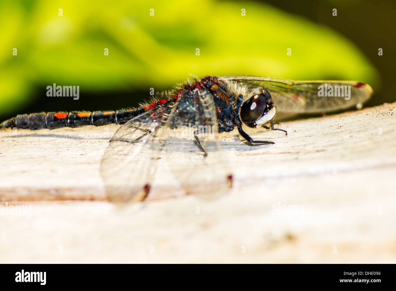 Portrait of a darter Stock Photo - Alamy