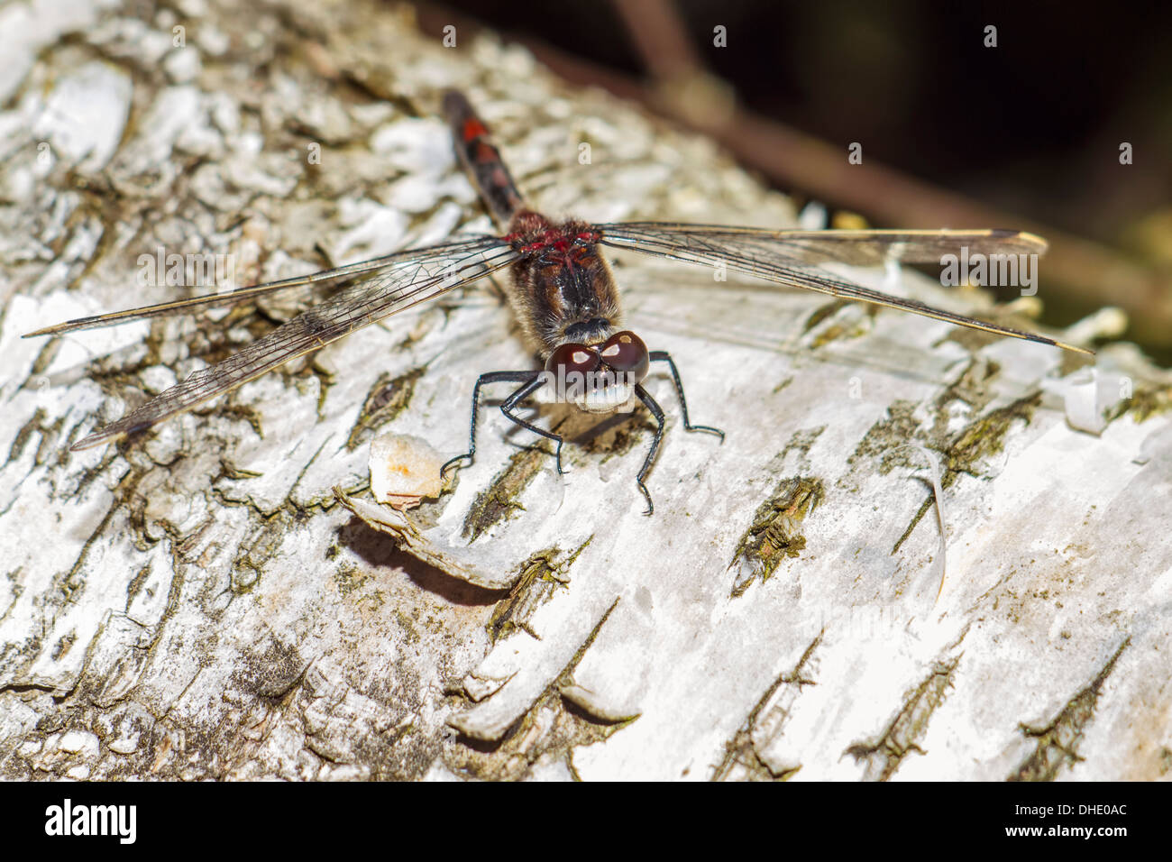Portrait of a darter Stock Photo - Alamy