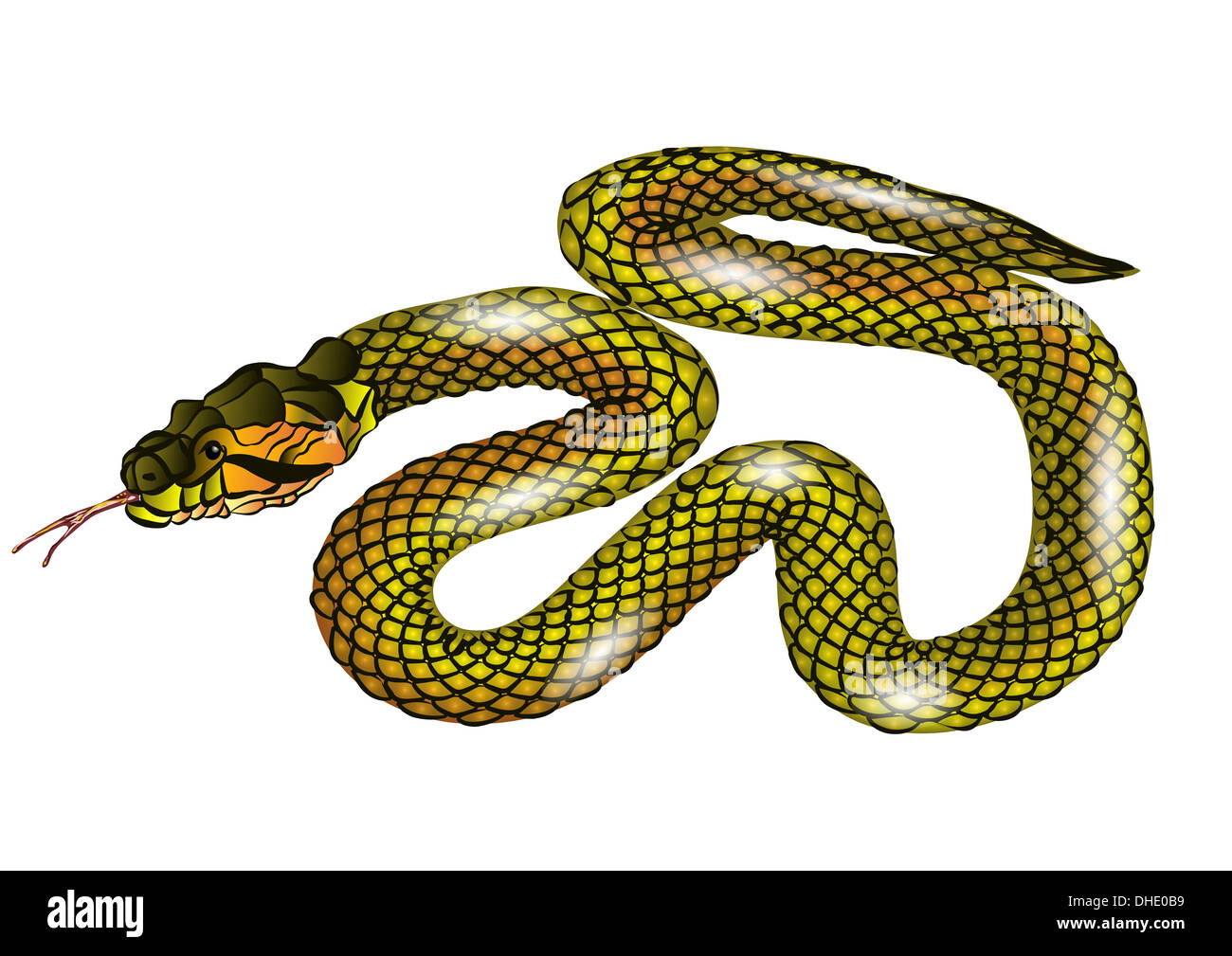 snake isolated on white background Stock Photo - Alamy