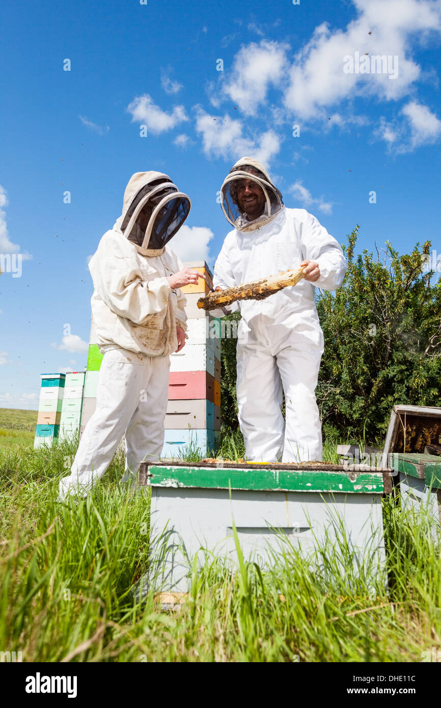 Beekeepers holding examining beehive hi-res stock photography and ...