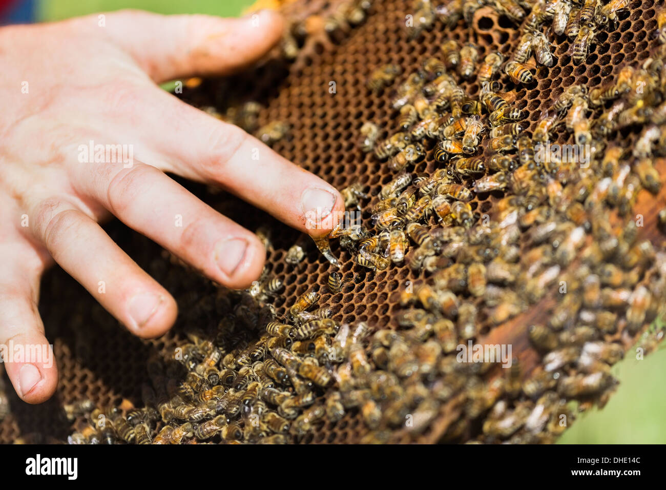 Group beekeepers hi-res stock photography and images - Alamy