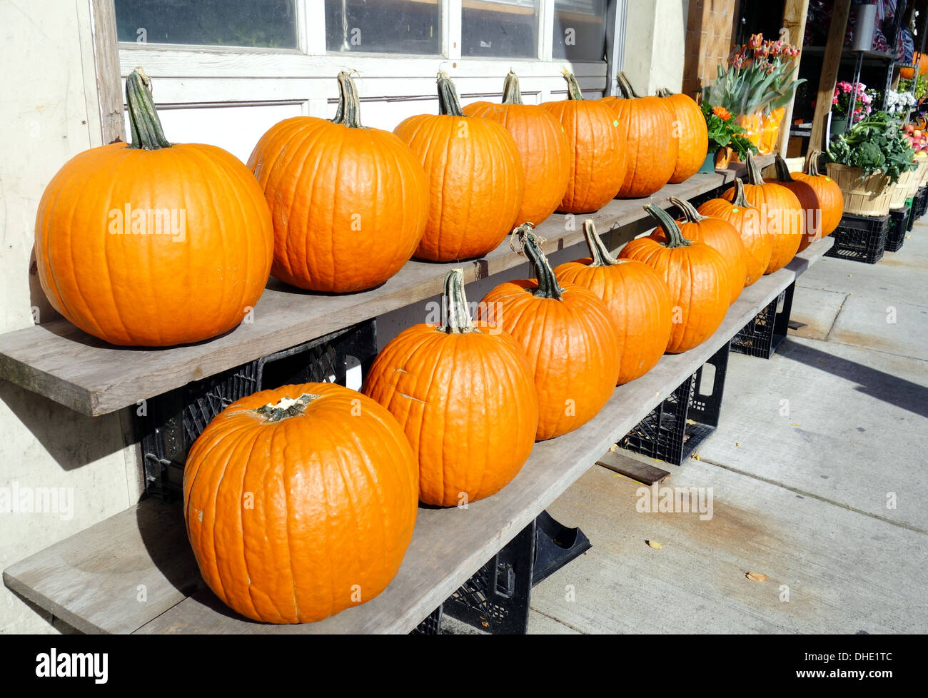 Large pumpkins hi-res stock photography and images - Alamy