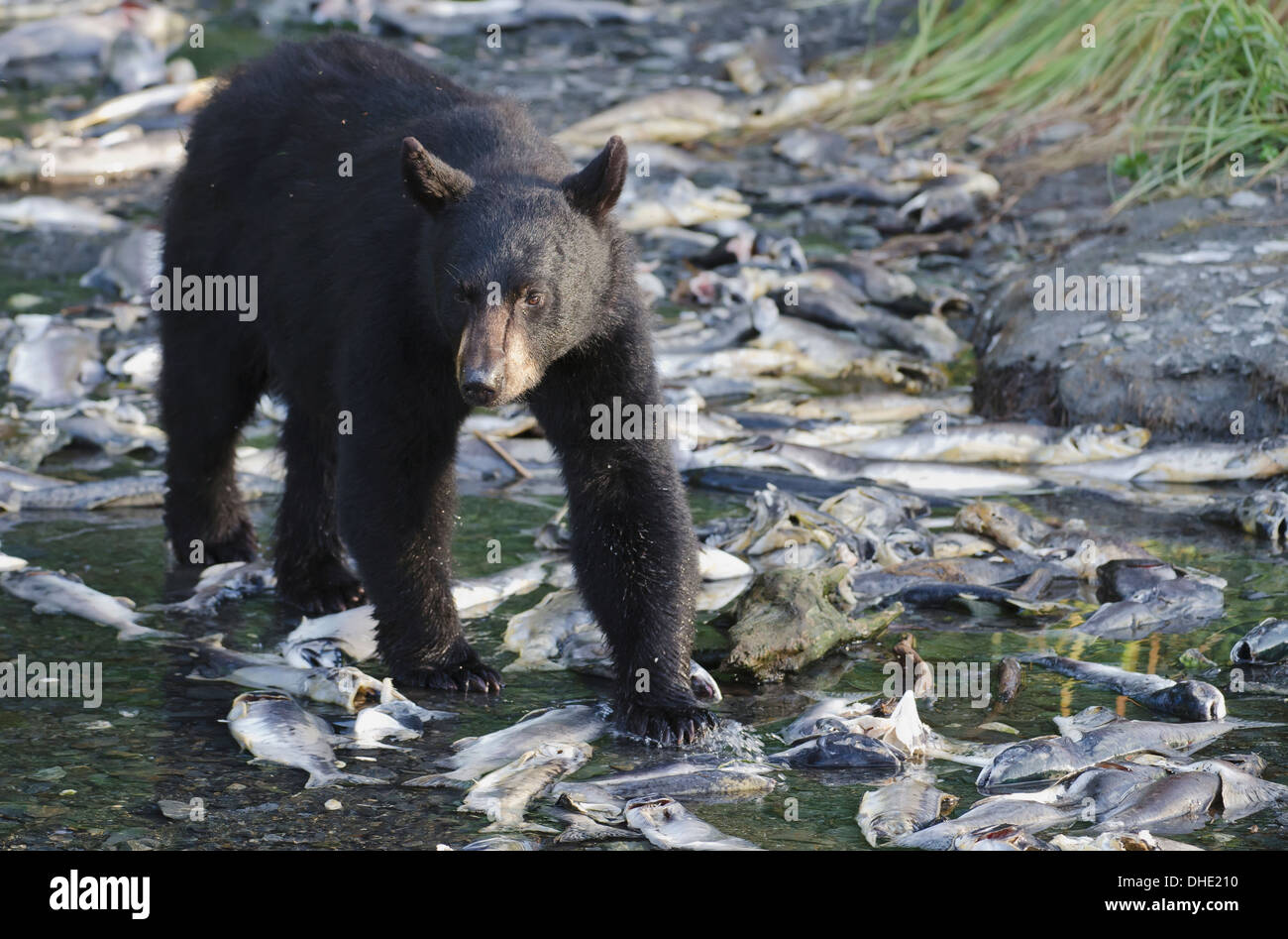 Spawned hi-res stock photography and images - Alamy