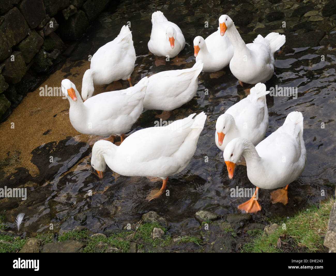 Farmyard geese hi-res stock photography and images - Alamy