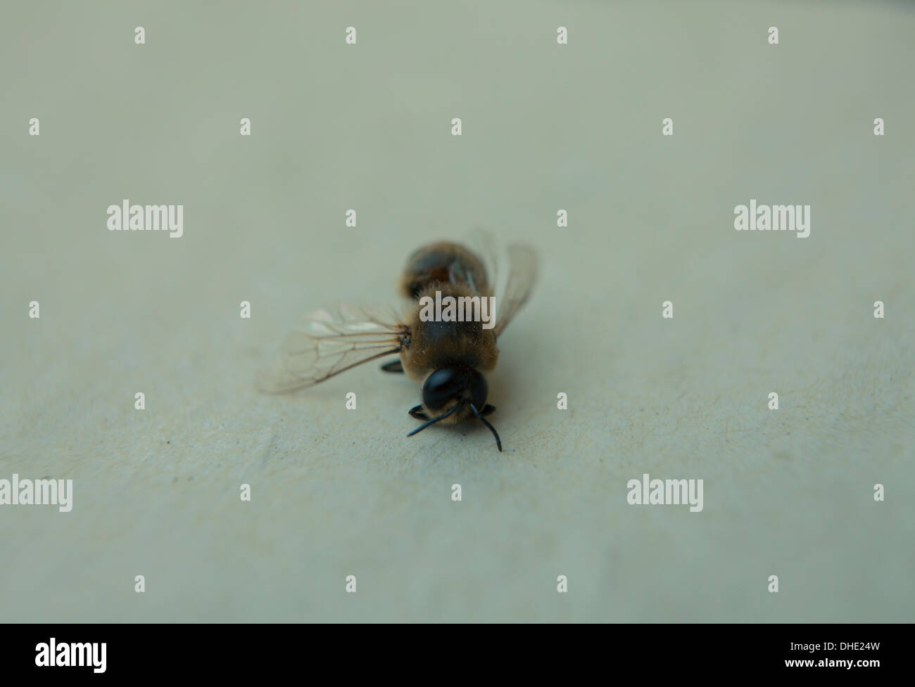 dead honey bee, evidence of colony collapse Stock Photo - Alamy