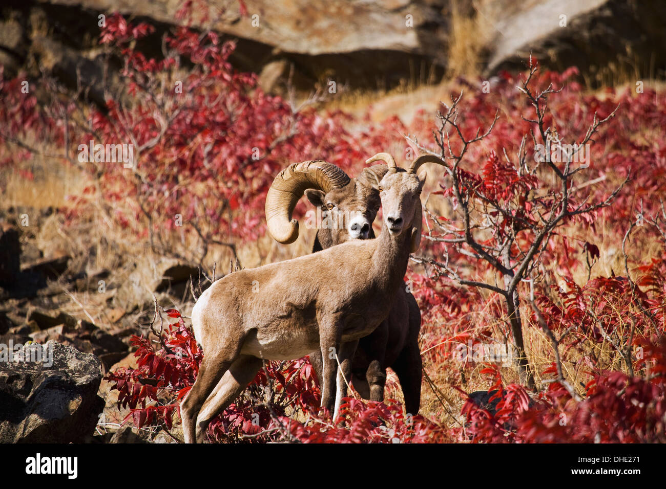 Ewe and ram hi-res stock photography and images - Alamy