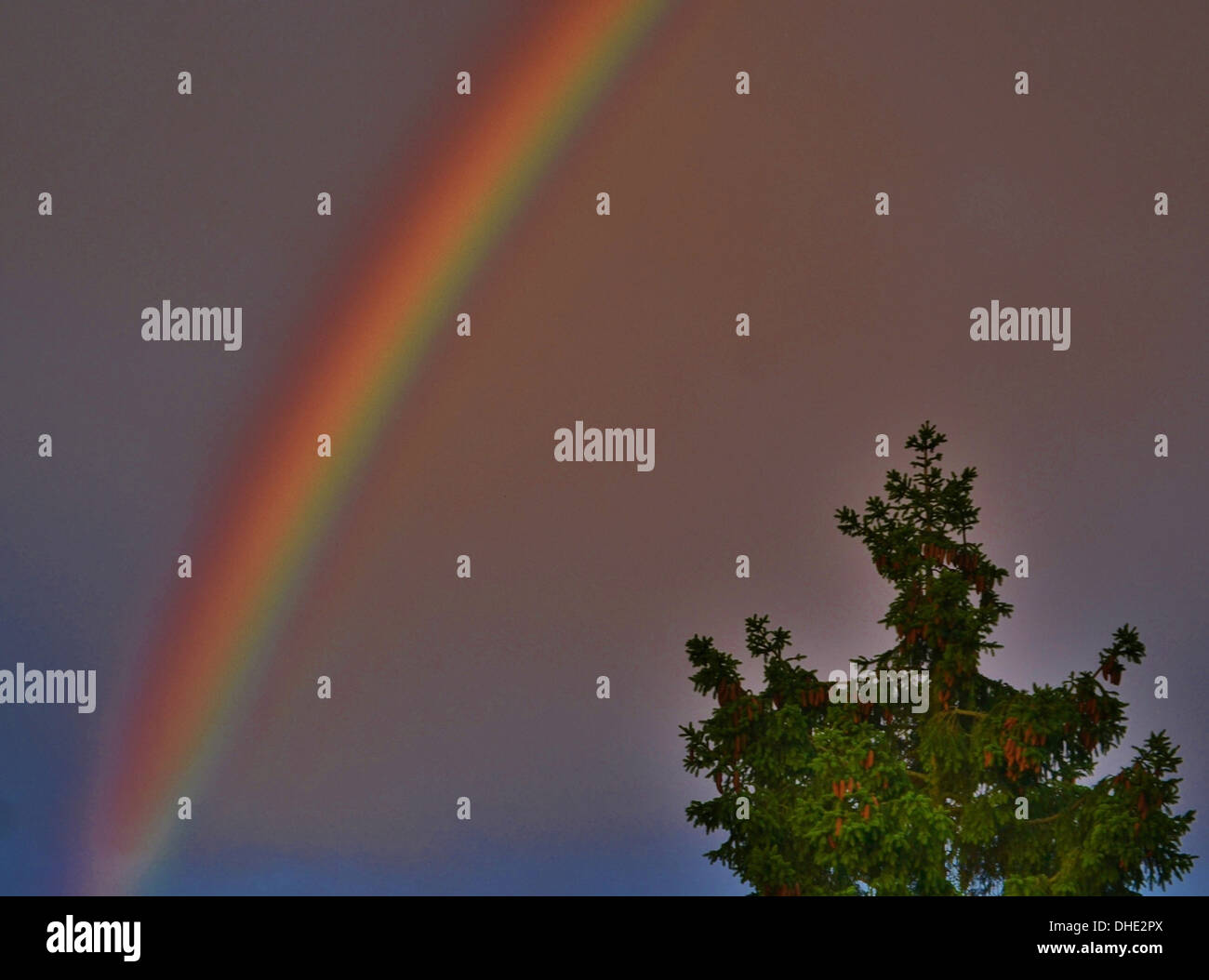 Evening sky fir tree hi-res stock photography and images - Alamy