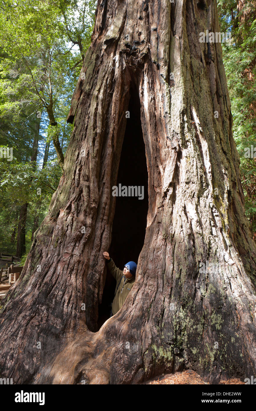 Man standing inside giant sequoia hi-res stock photography and images ...