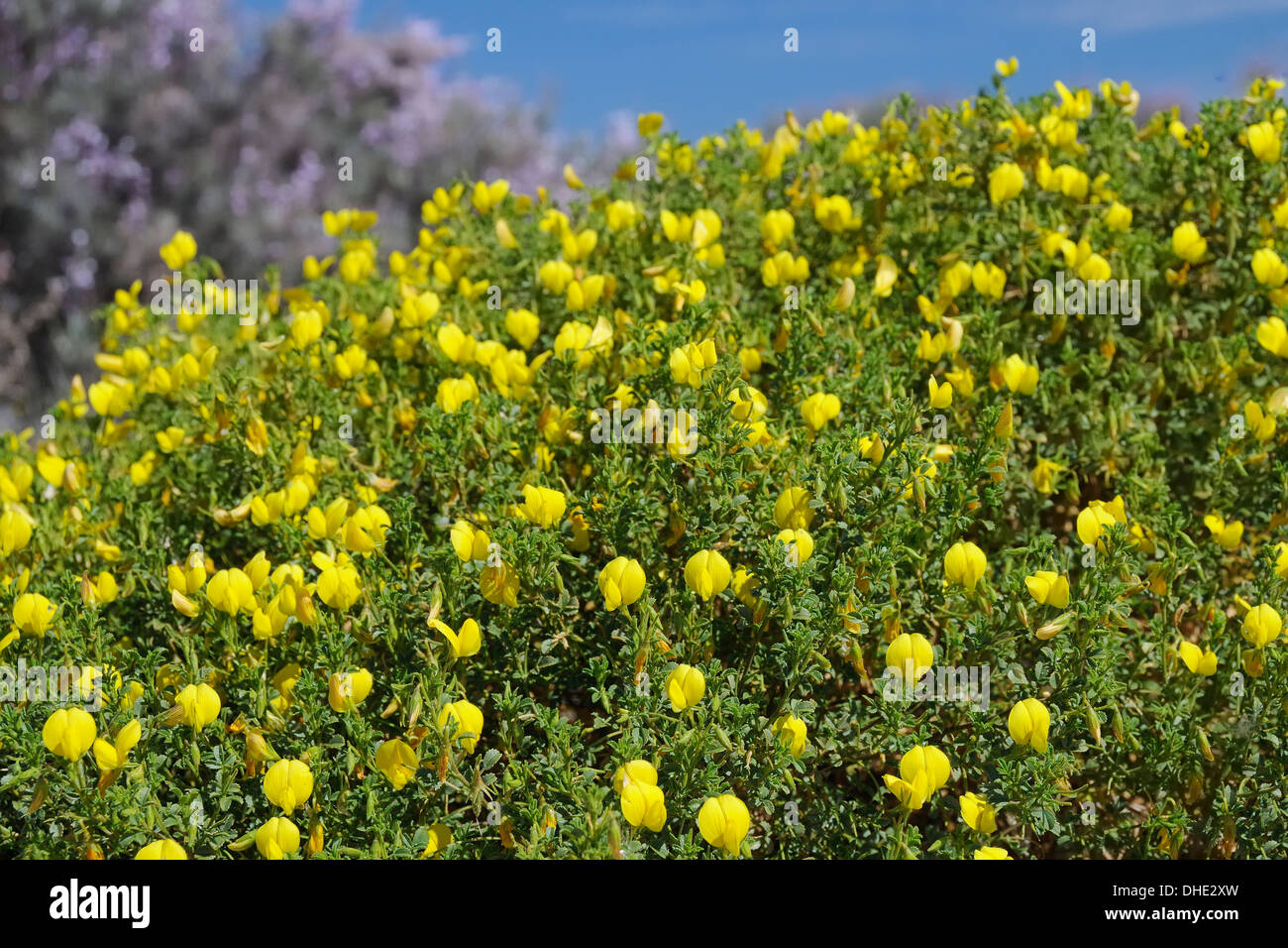 Clump of bushes hi-res stock photography and images - Alamy