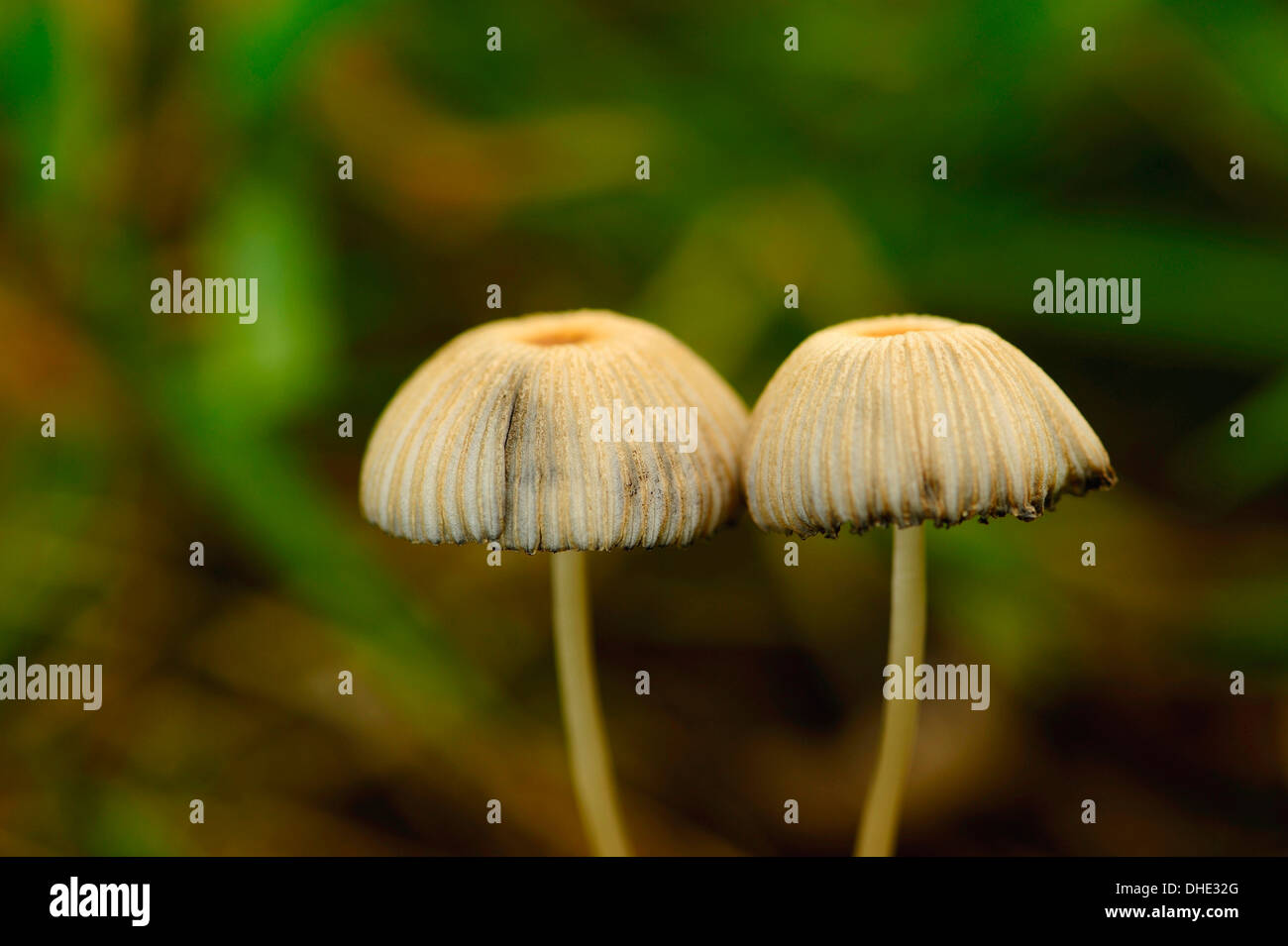 Pleated inkcap hi-res stock photography and images - Alamy