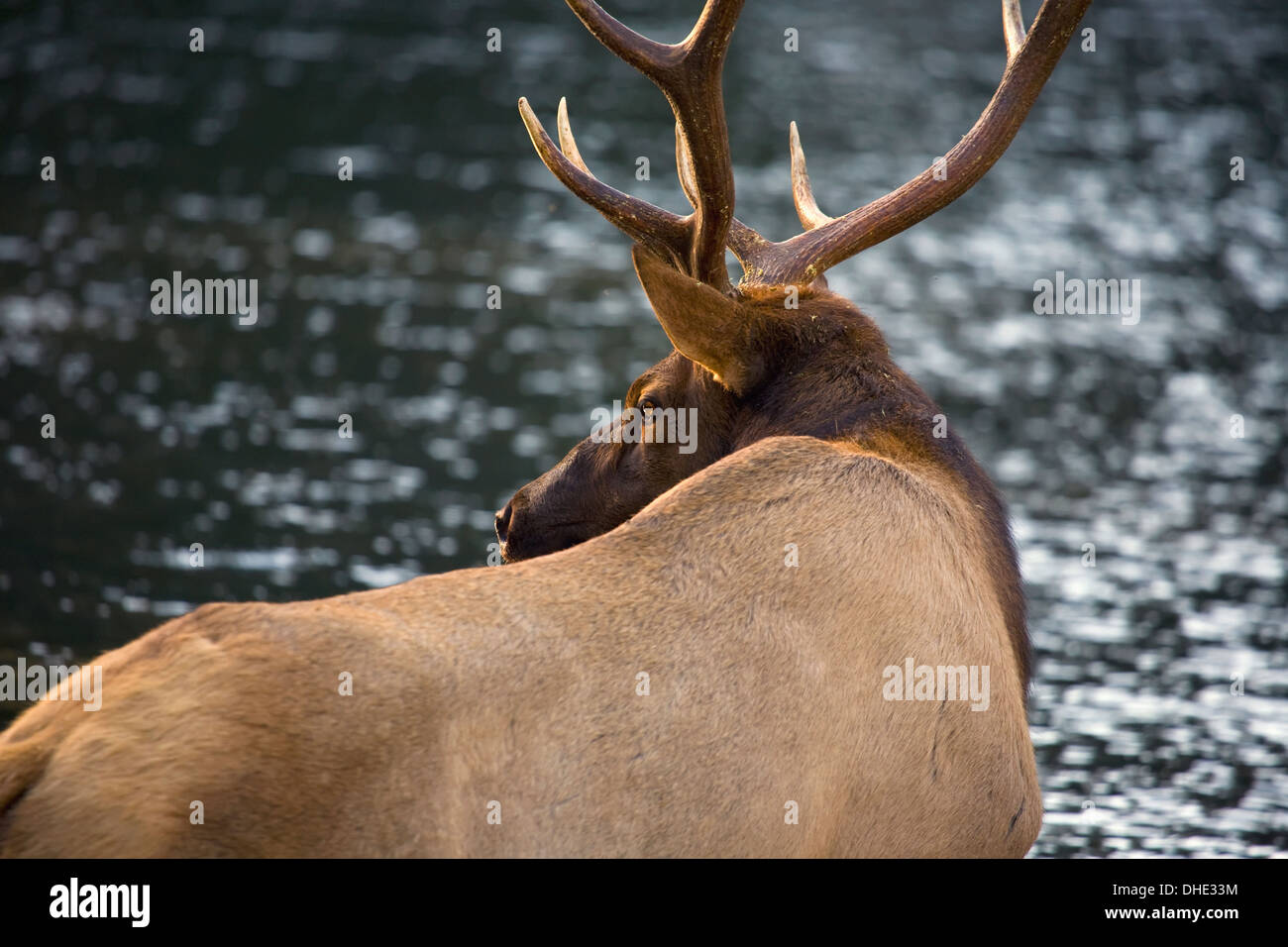 Bull Roosevelt Elk Standing In Hoh River, Olympic Mountains, Olympic ...