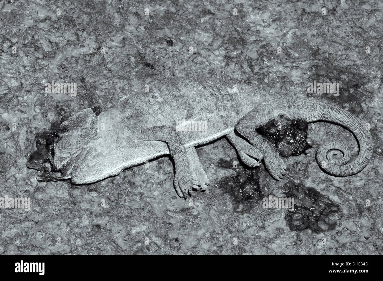 Mediterranean chameleon (Chamaeleo chamaeleon) killed by a car on a ...