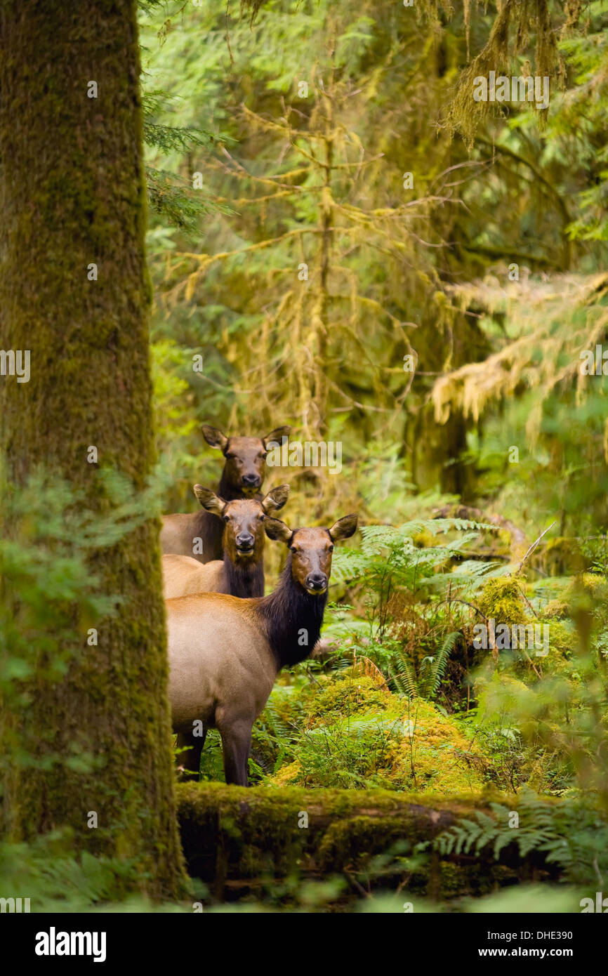 Three Roosevelt Elk Cows Looking At Viewer,Hoh Rainforest, Olympic ...