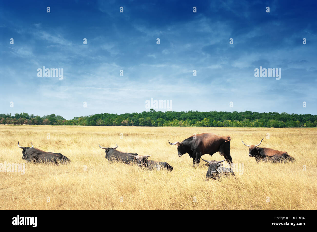 Aurochs or European Buffalo (Bos primigenius) in Hortobagy, Hungary ...