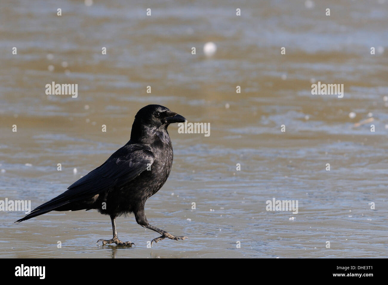Crows corvus corone on frosty hi-res stock photography and images - Alamy