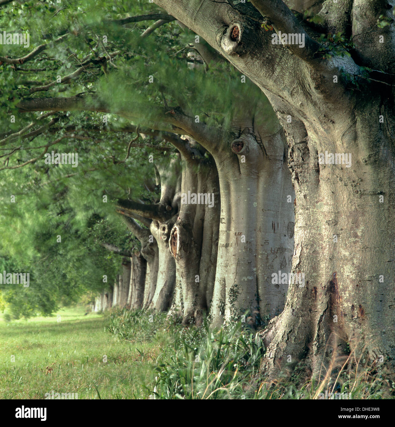 Kingston lacey beech tree avenue hi-res stock photography and images ...