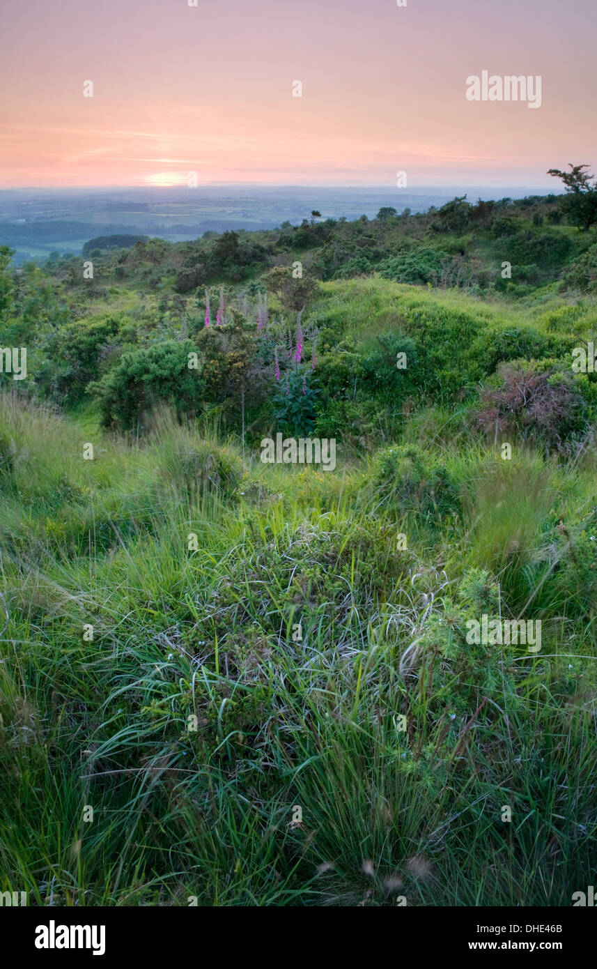 Wild grasses and flowers on Kitt Hill, Cornwall, at sunset Stock Photo ...