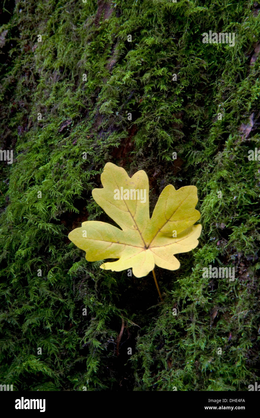 Field maple leaf hi-res stock photography and images - Alamy