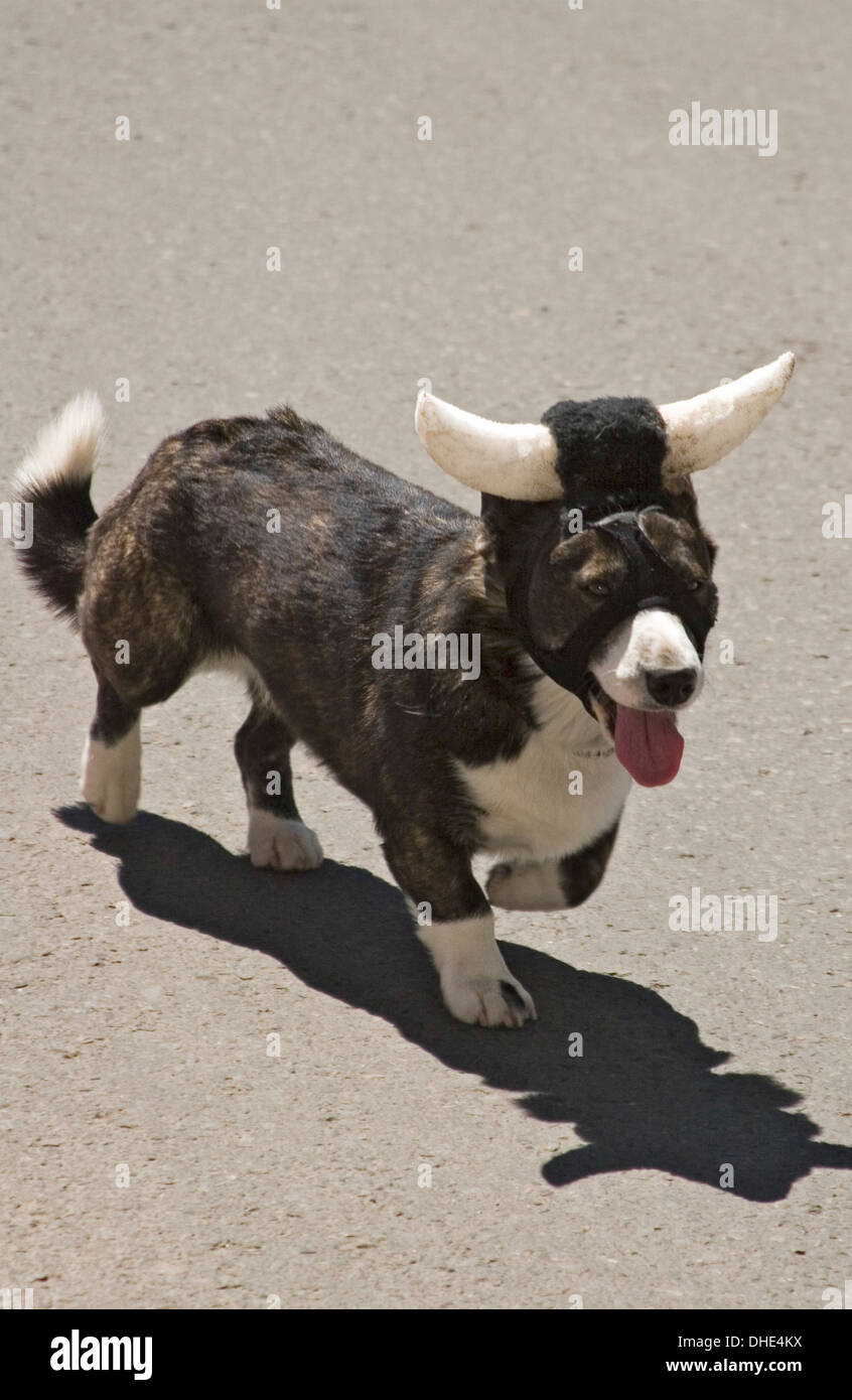 Perro Toro