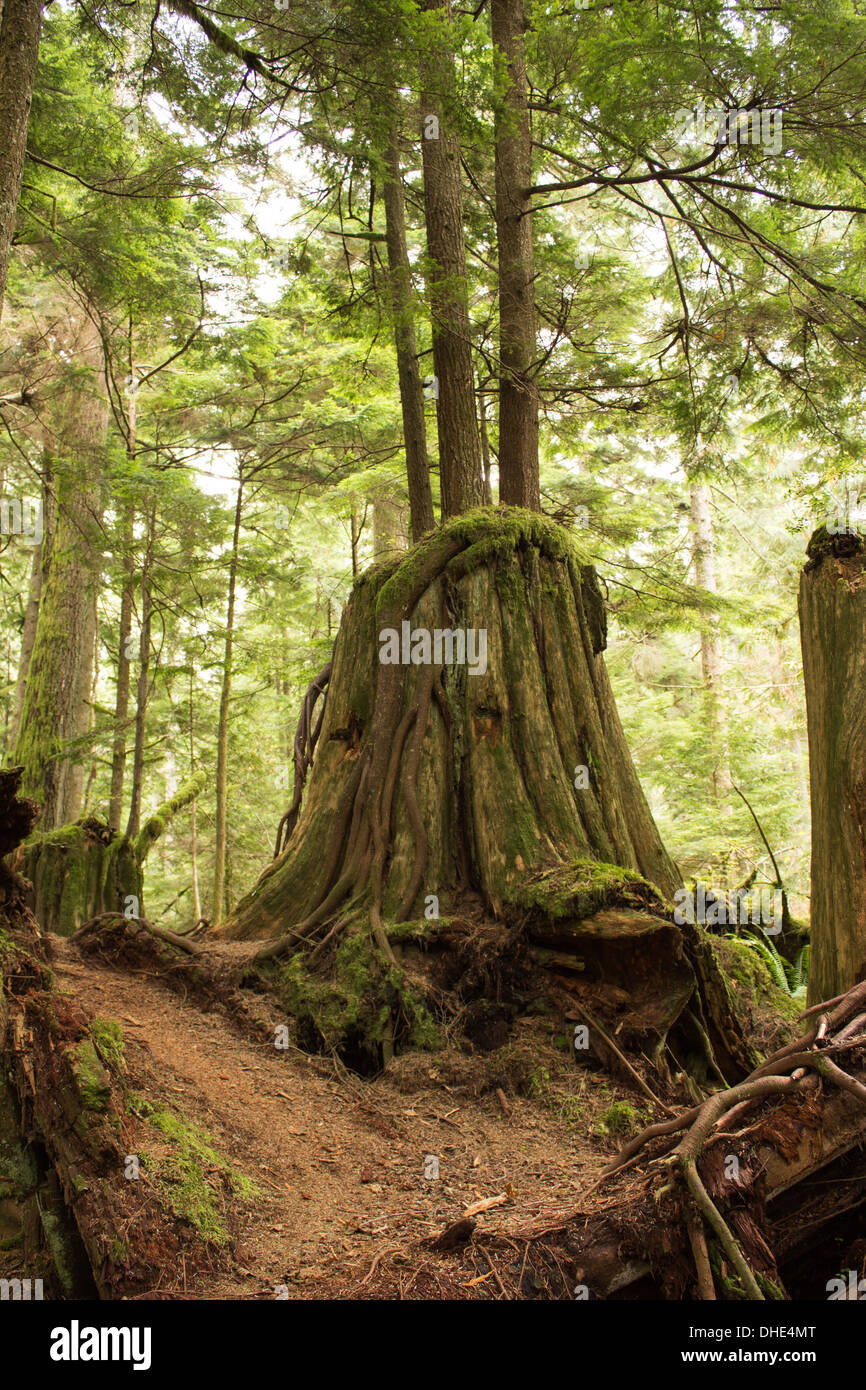 Multiple Generations. Trees growing out of an old tree on a hiking ...