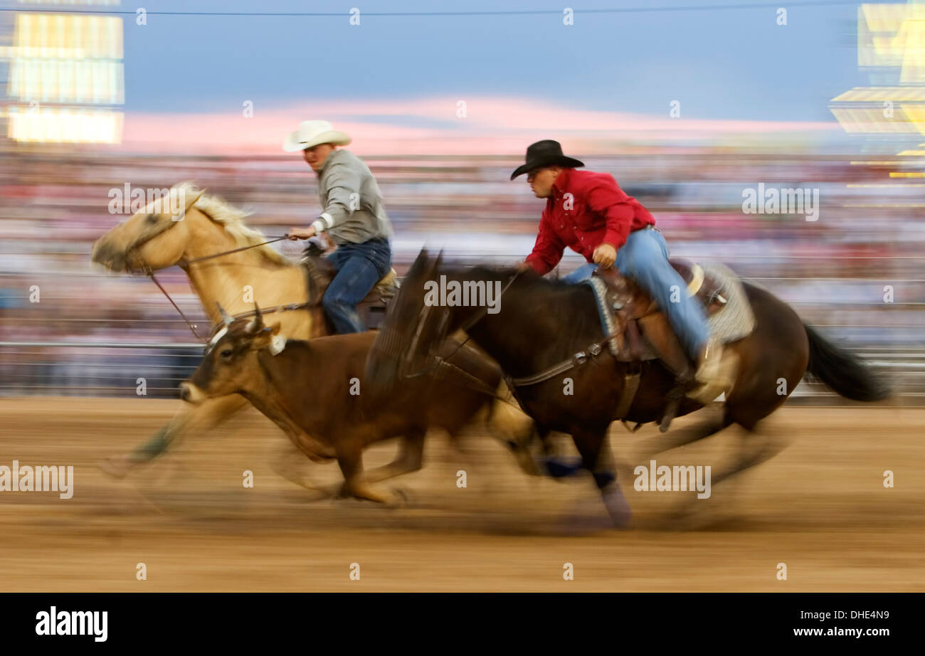 Cowboys chasing steer, steer wrestling competition, Rodeo de Santa Fe ...