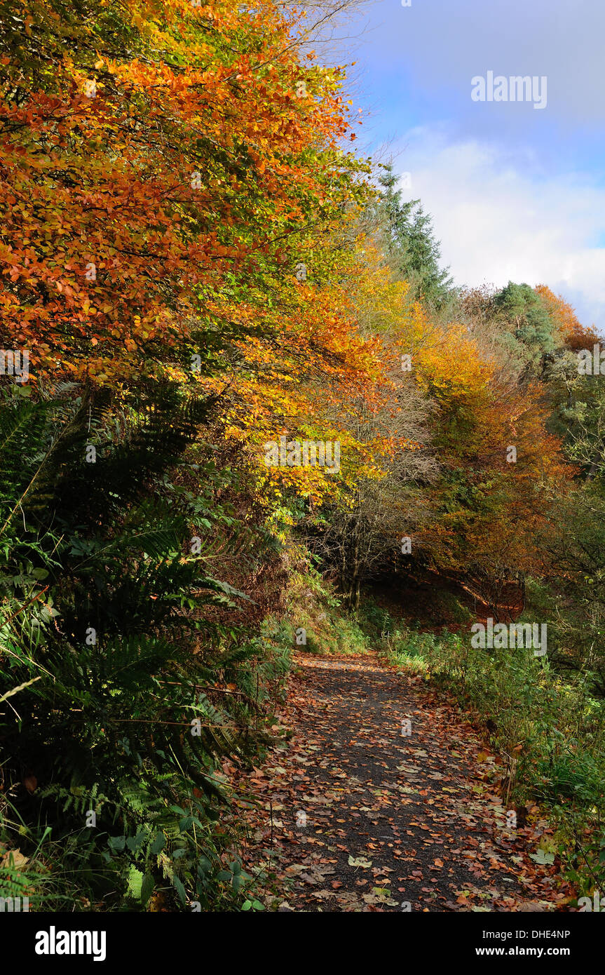 Autumn colours in the Clyde valley, Scotland, UK Stock Photo - Alamy