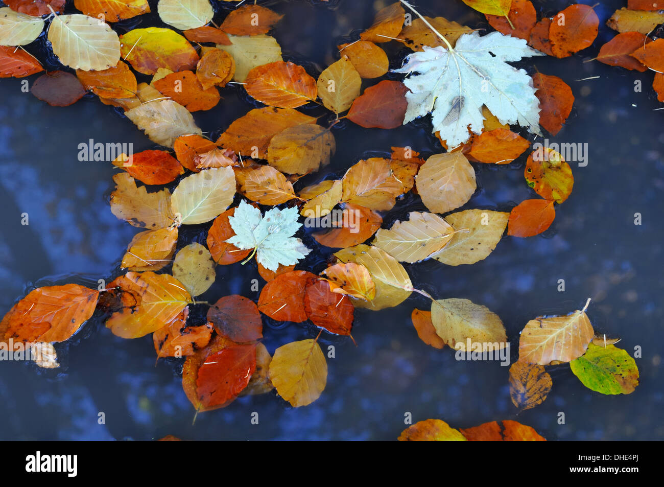 Leaves floating in water hi-res stock photography and images - Alamy