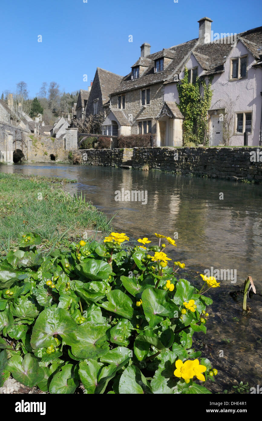 Marsh marigolds / King cups (Caltha palustris), flowering beside the ...