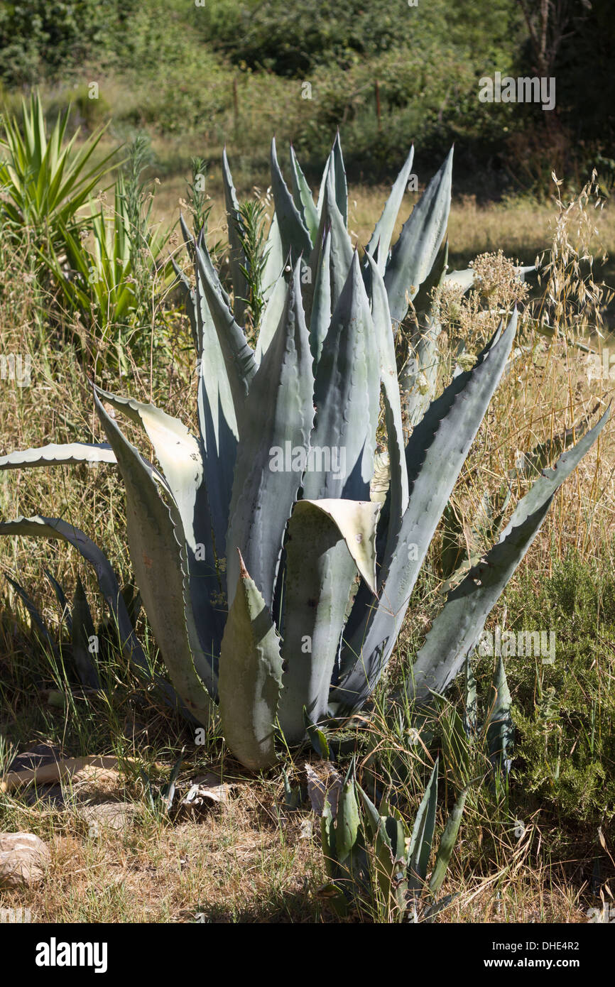 Succulent with broad leaves hi-res stock photography and images - Alamy