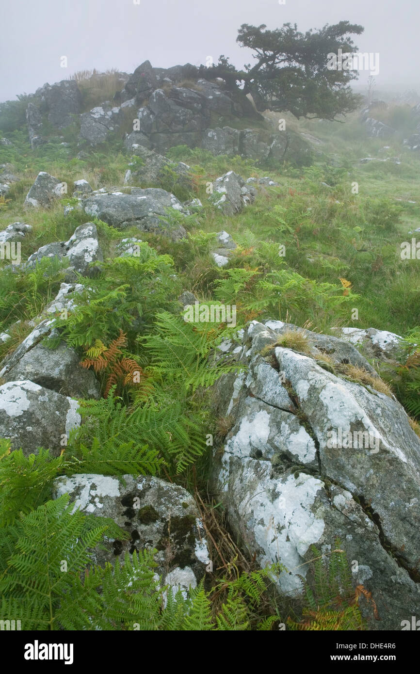 Bracken and a wind swept hawthorn surround the lichen covered rocks on ...