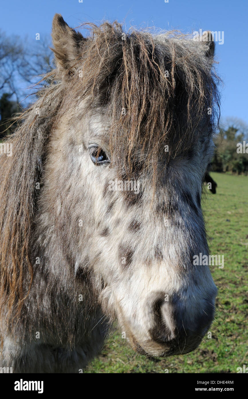 American miniature horse (Equus caballus) head close up, Wiltshire, UK ...